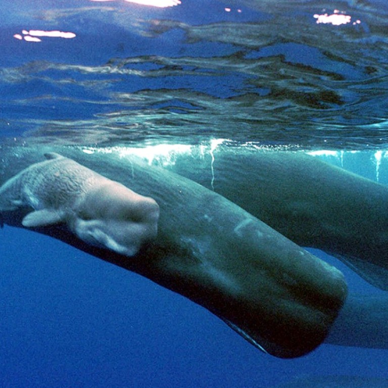 How Chinese scientists use sperm whale sounds to send secret messages ...