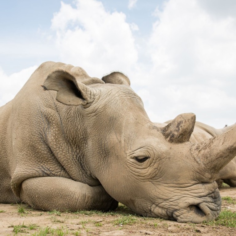 China delays end to ban on use of rhino horn and tiger bones | South ...