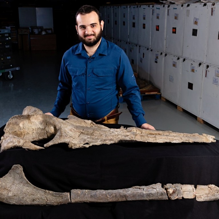 Prehistoric gummy-mouthed whale that slurped down squid was the ‘mother ...