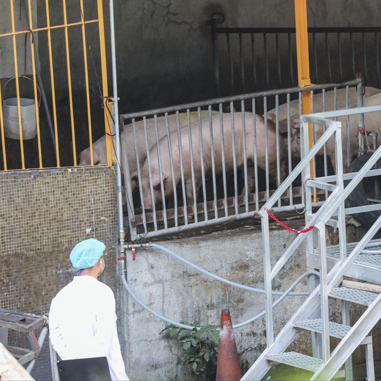 African swine fever scare should make Hong Kong reform slaughterhouse ...