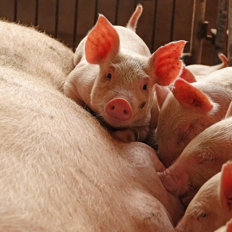 The biggest winners in Shenzhen, ‘China’s Silicon Valley’? Pig and ...