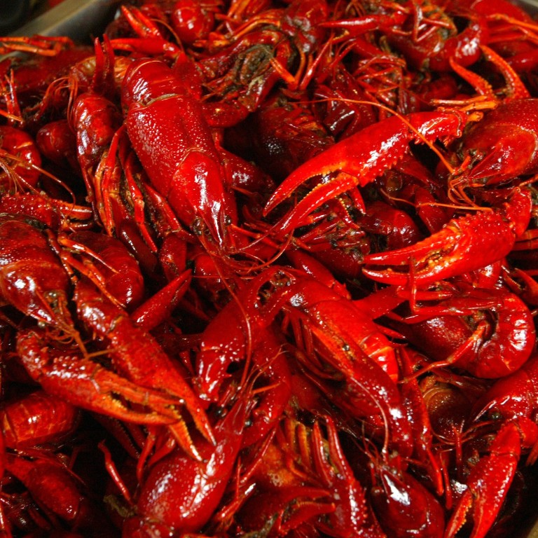 China’s crayfish craze makes vocational training a winner | South China ...