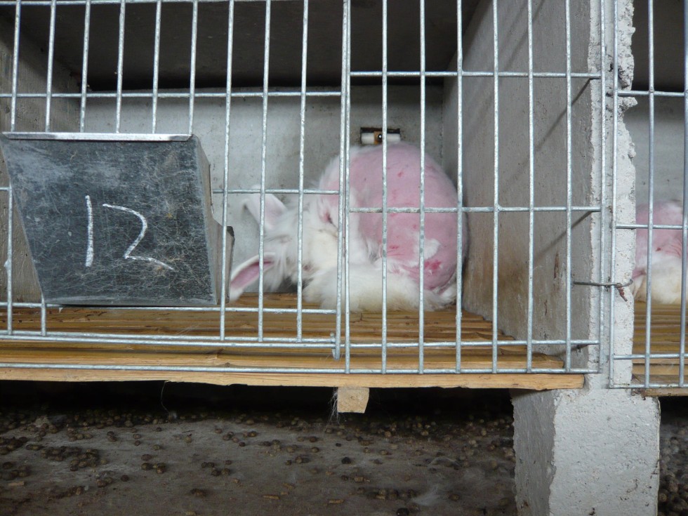 Video of Chinese farmers ripping fur off live rabbits damages angora ...
