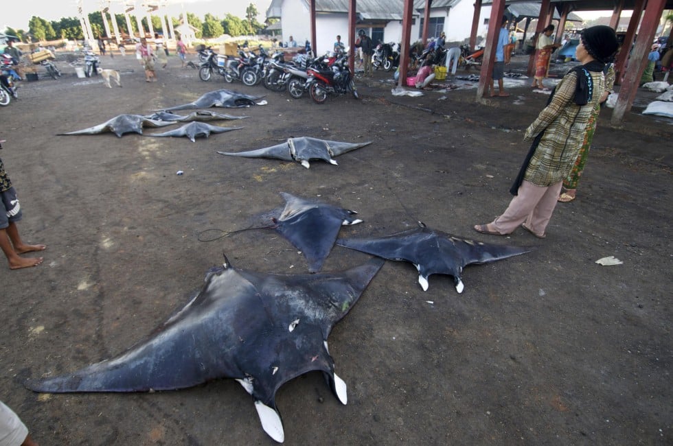 Indonesia teaching the manta ray tourism mantra in quest to save fish ...