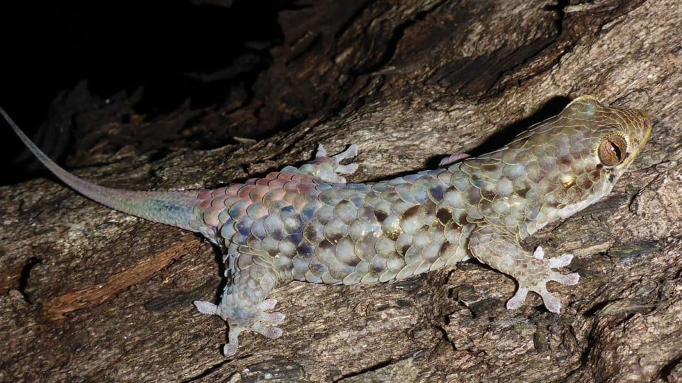 Newly discovered gecko has a disgusting escape trick: it peels off its ...