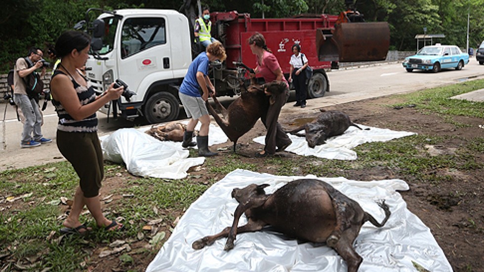 More than one car may have hit feral cattle in Lantau accident | South ...
