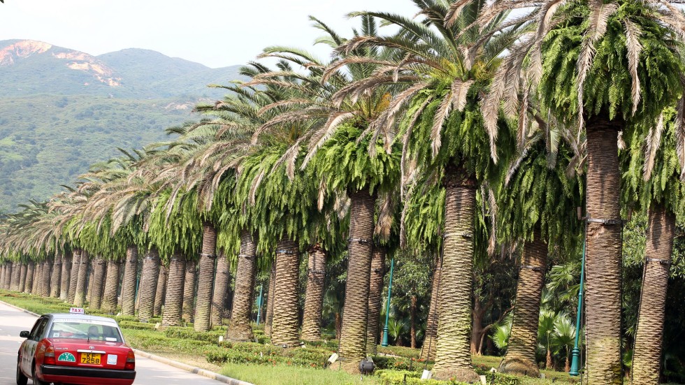 Bugs attack HK$10m palm trees near Disneyland in latest tree disaster ...
