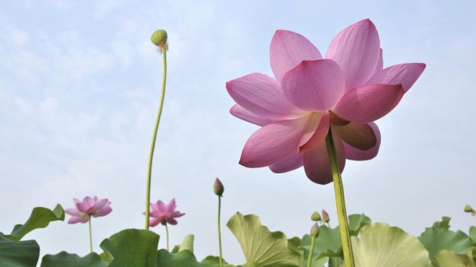 City of the lotus flower | South China Morning Post