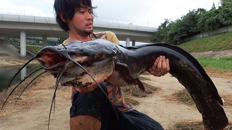 Hook, line and stinker: Japanese angler catches giant catfish in Hong ...