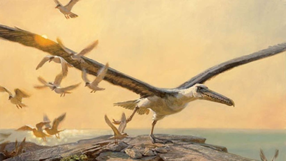 Meet Gullzilla: prehistoric sea bird had a beak full of teeth and a ...