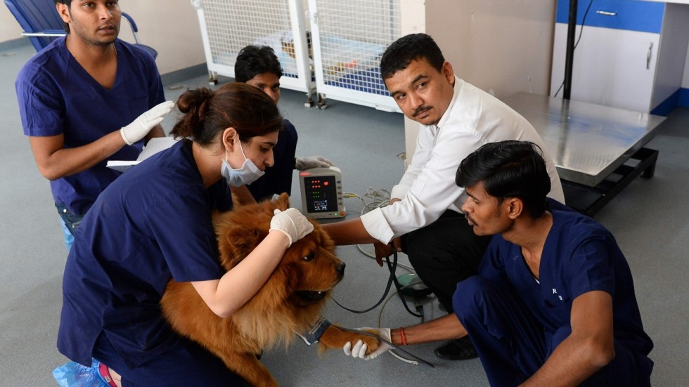 Five-star vets are providing state-of-the-art health care to India’s ...