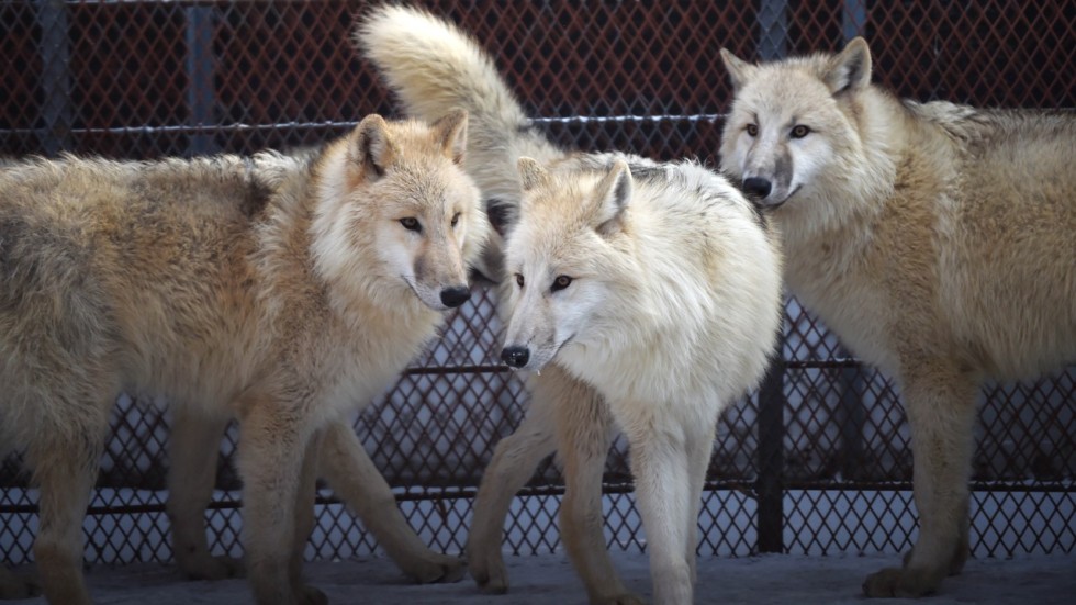 Arctic wolves to go on display at Chinese zoo | South China Morning Post
