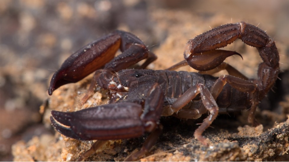 Penang Hill’s 2018 bid for Unesco status boosted by findings of world’s ...