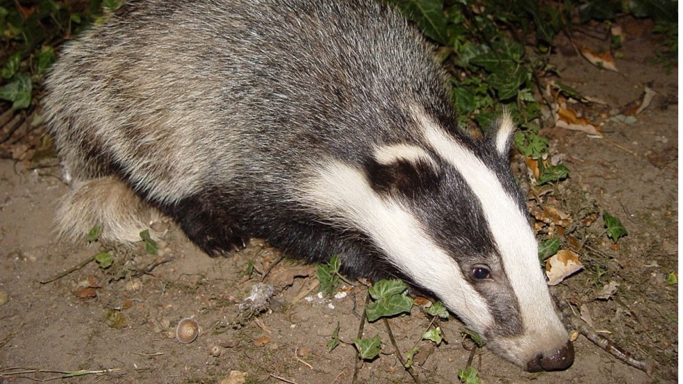 Two men are jailed in Britain for an ancient and barbaric crime: badger ...