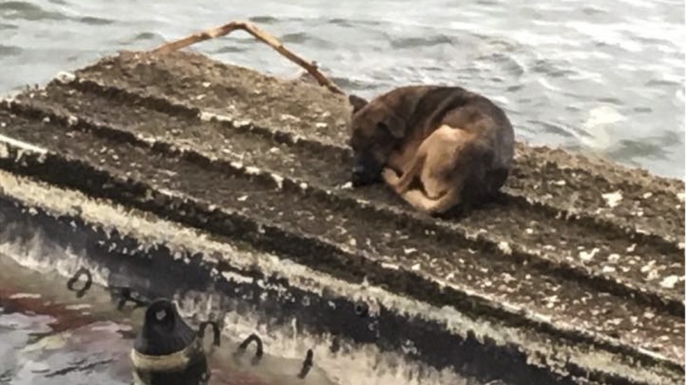 Abandoned dogs fall victim to Typhoon Mangkhut's power as animal ...