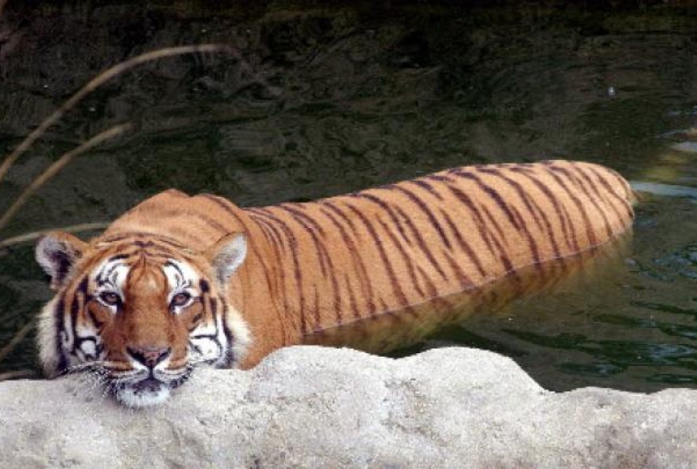 Nepal begins Bengal tiger census | South China Morning Post