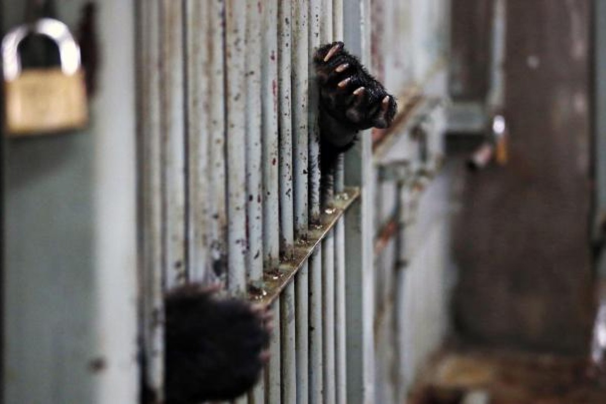 Rattled cages | Post Magazine | South China Morning Post