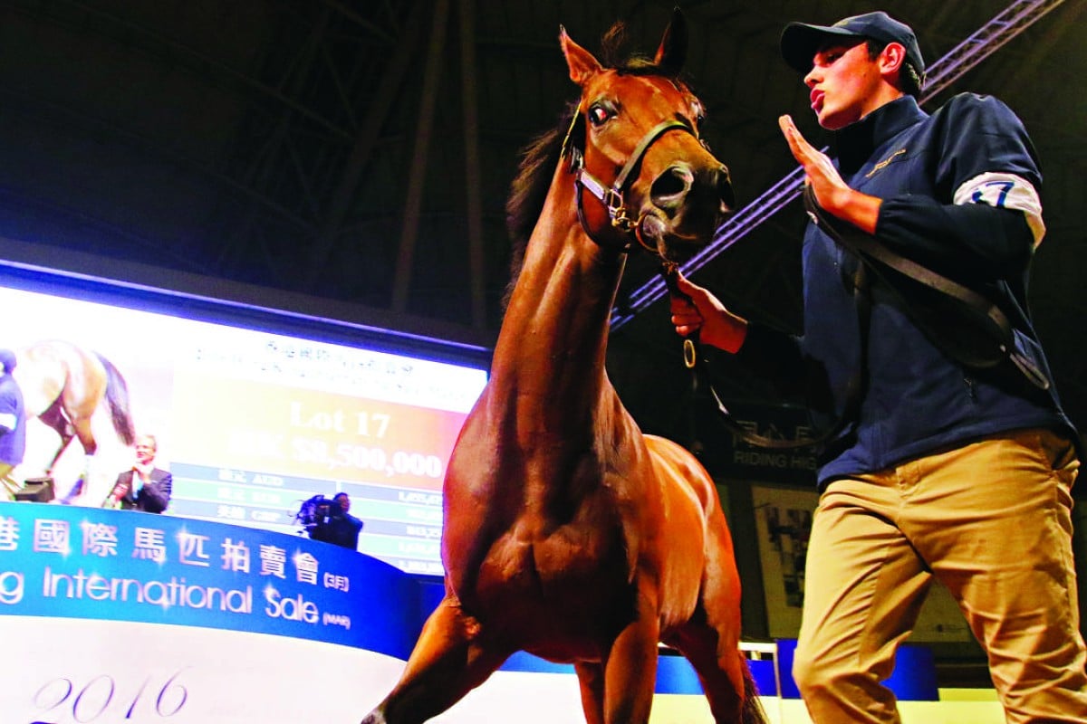Son of Starcraft fetches HK$8.5 million at Hong Kong International Sale ...