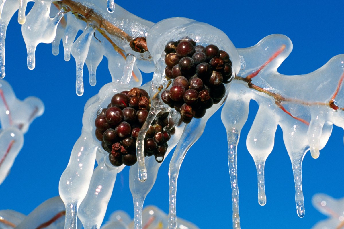 Canada produces more than just ice wine – unusual grapes grow from ...