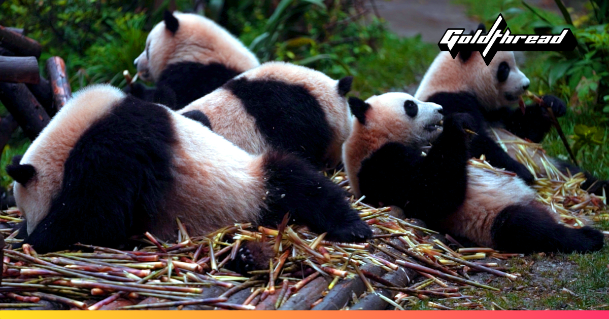 Pandas are cute friends and also diplomatic agents | Goldthread