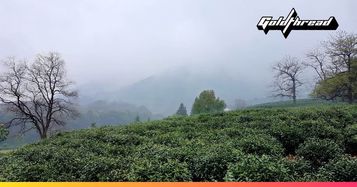 Where to pick China's famous Longjing green tea, as royalty did ...