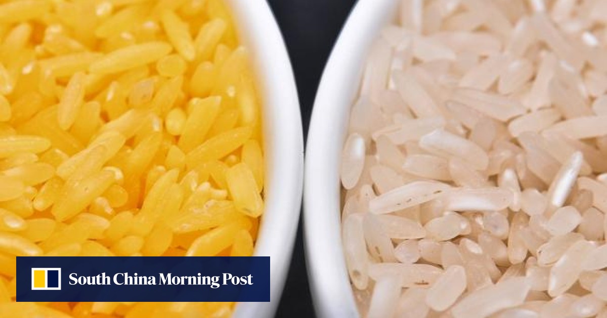 Controversy erupts over genetically modified rice study | South China ...