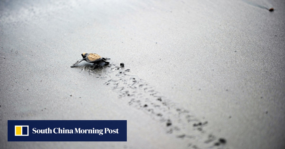 Shell shock | South China Morning Post