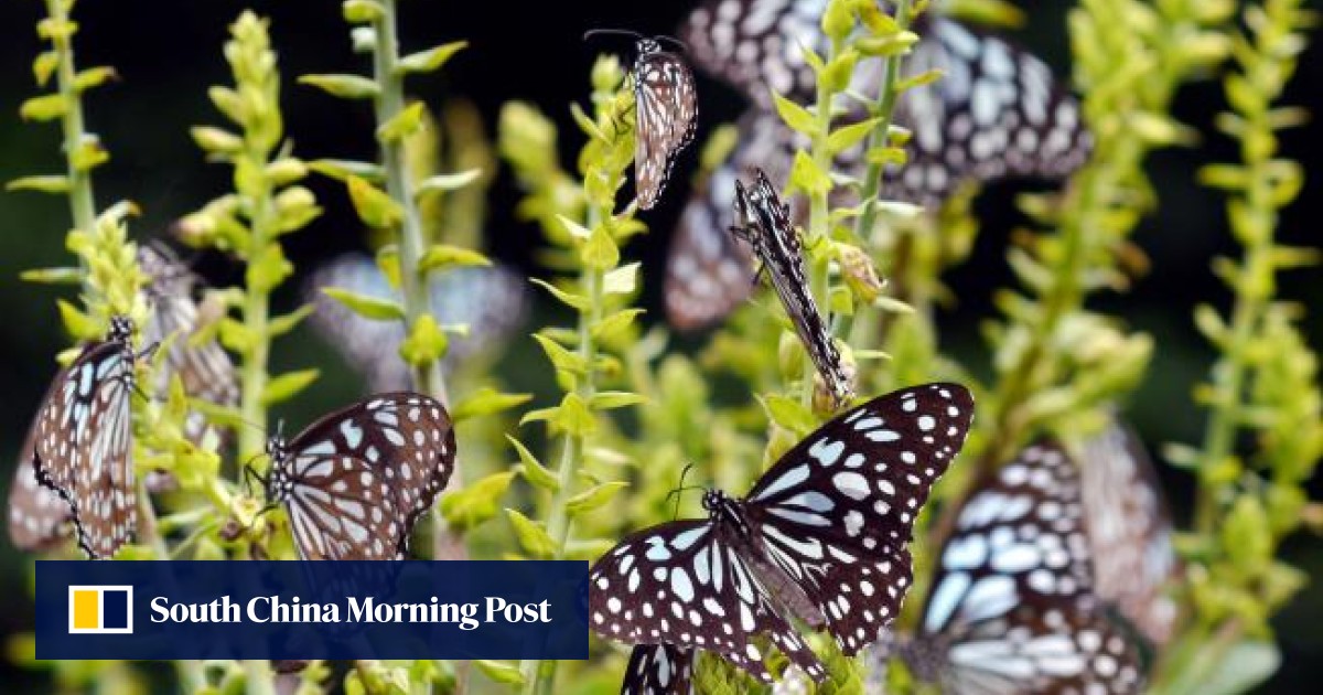 Butterfly's amazing flight from Japan to Hong Kong | South China ...