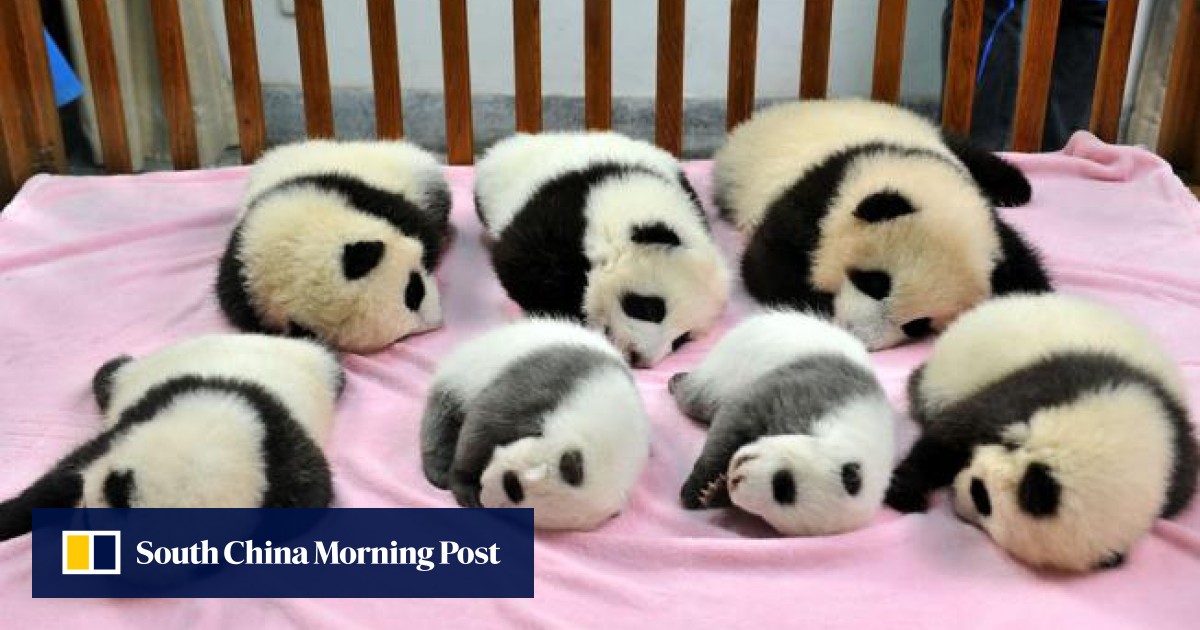 giant panda predators