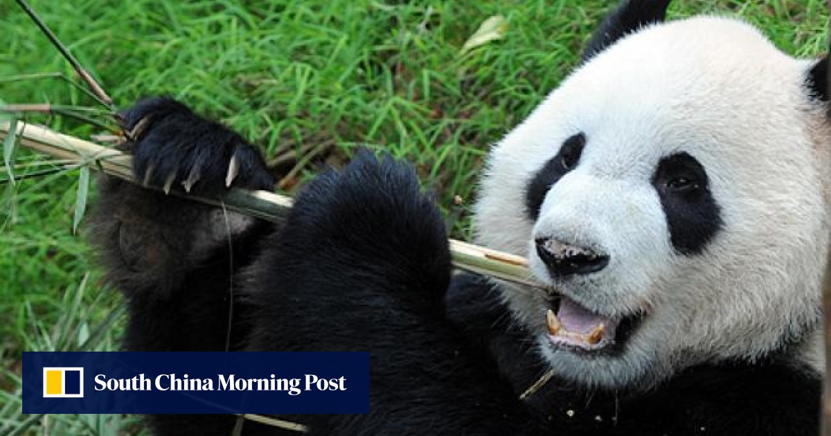 Pandas face critical bamboo shortage amid climate change | South China ...
