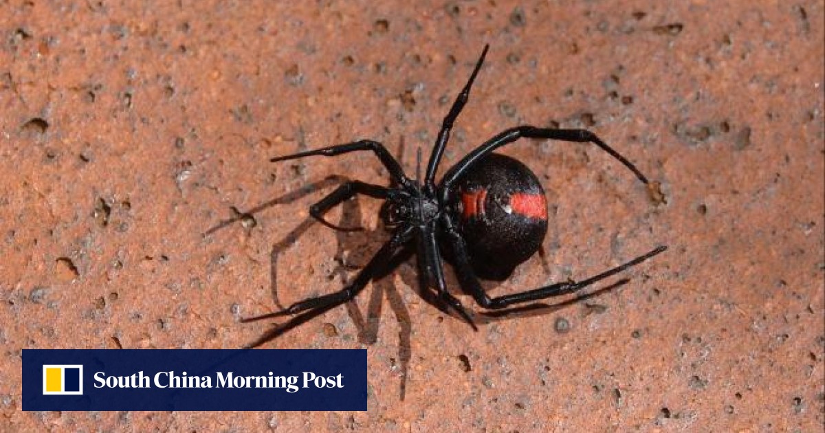 Australian redback spiders spread their legs across Japan | South China ...