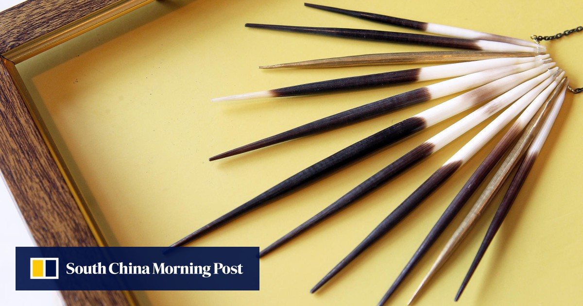 Scientists study porcupine quills to improve medical needles | South ...