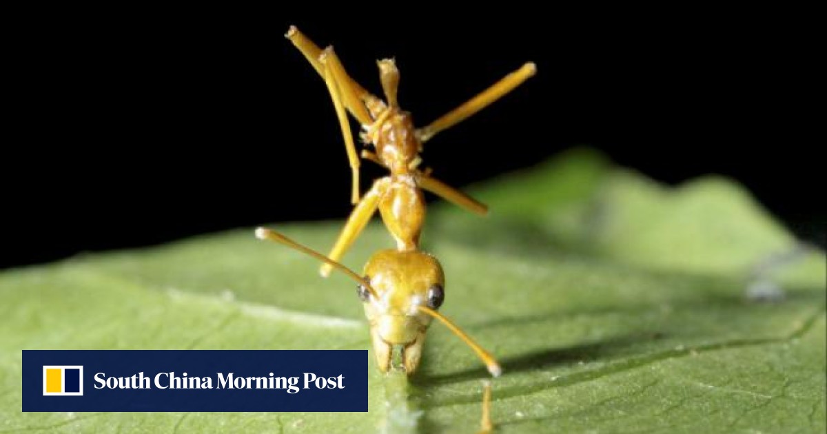 Parasites thrive on mind control as zombie hosts seal their own doom ...