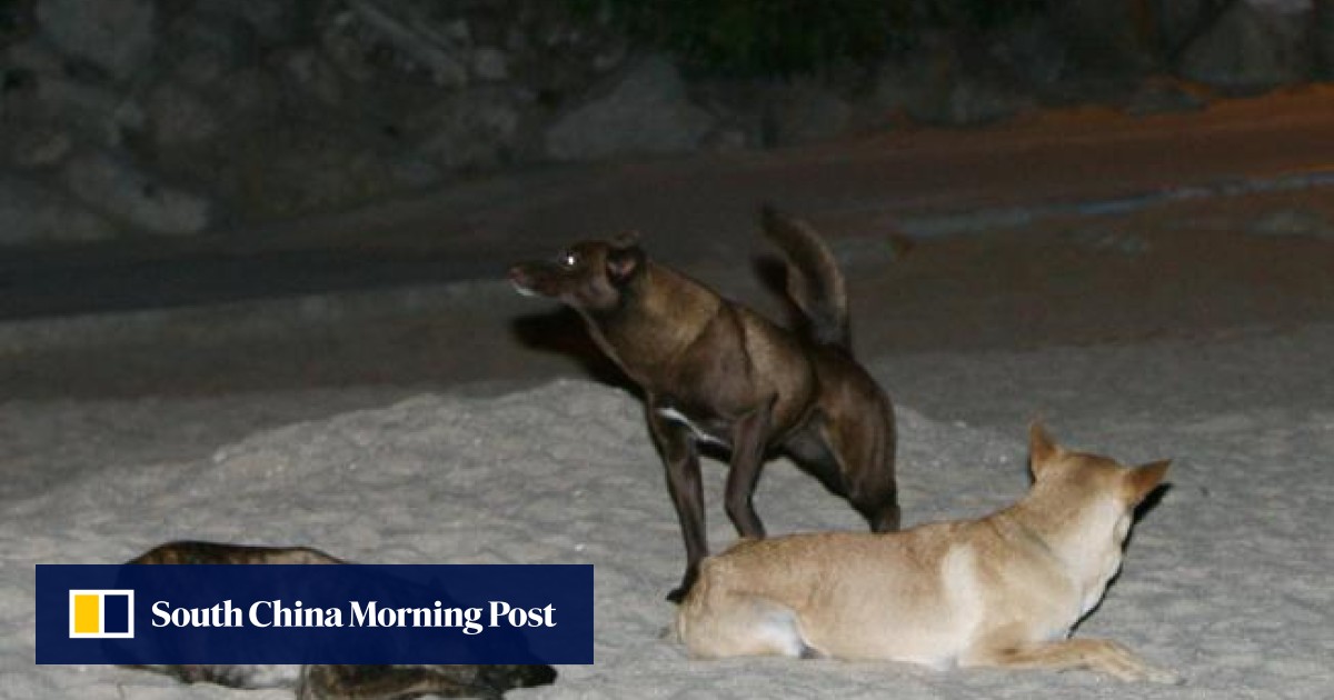 Districts reject scheme to release neutered stray dogs | South China ...