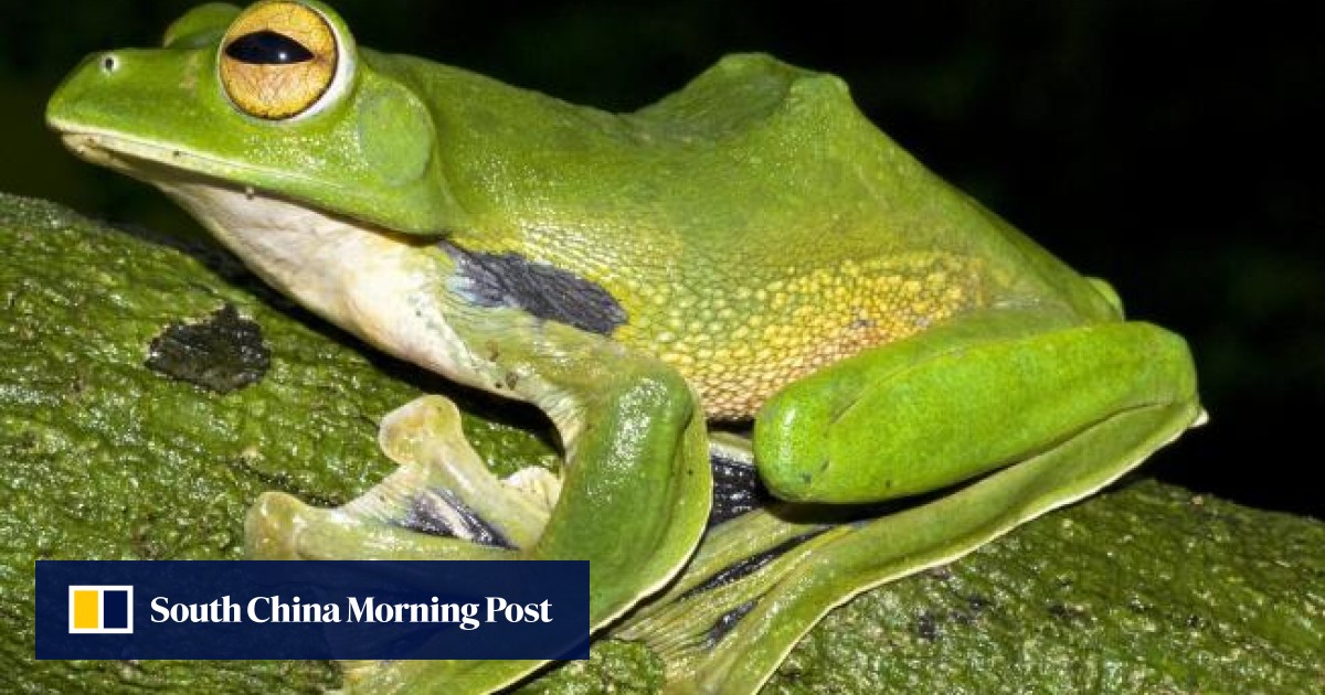 New species of flying frog discovered in Vietnam | South China Morning Post
