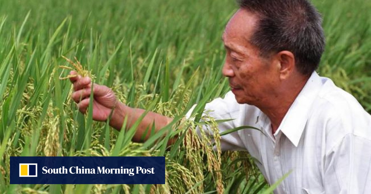 Fine people who waste food, says pioneering rice scientist | South ...