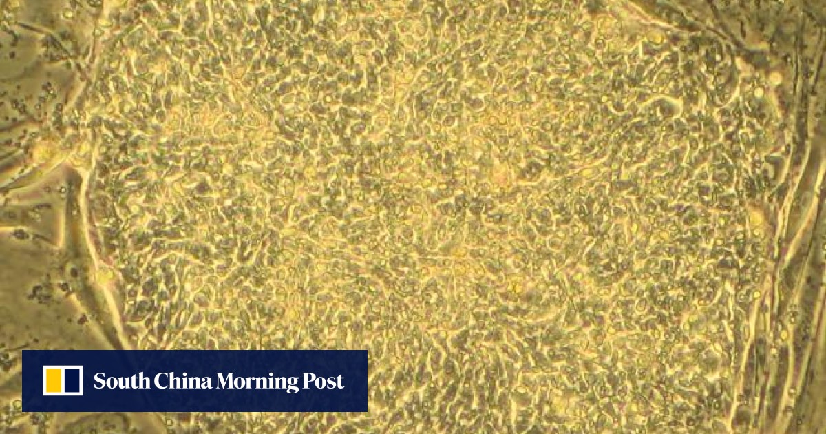 3-D printing breakthrough with stem cells | South China Morning Post