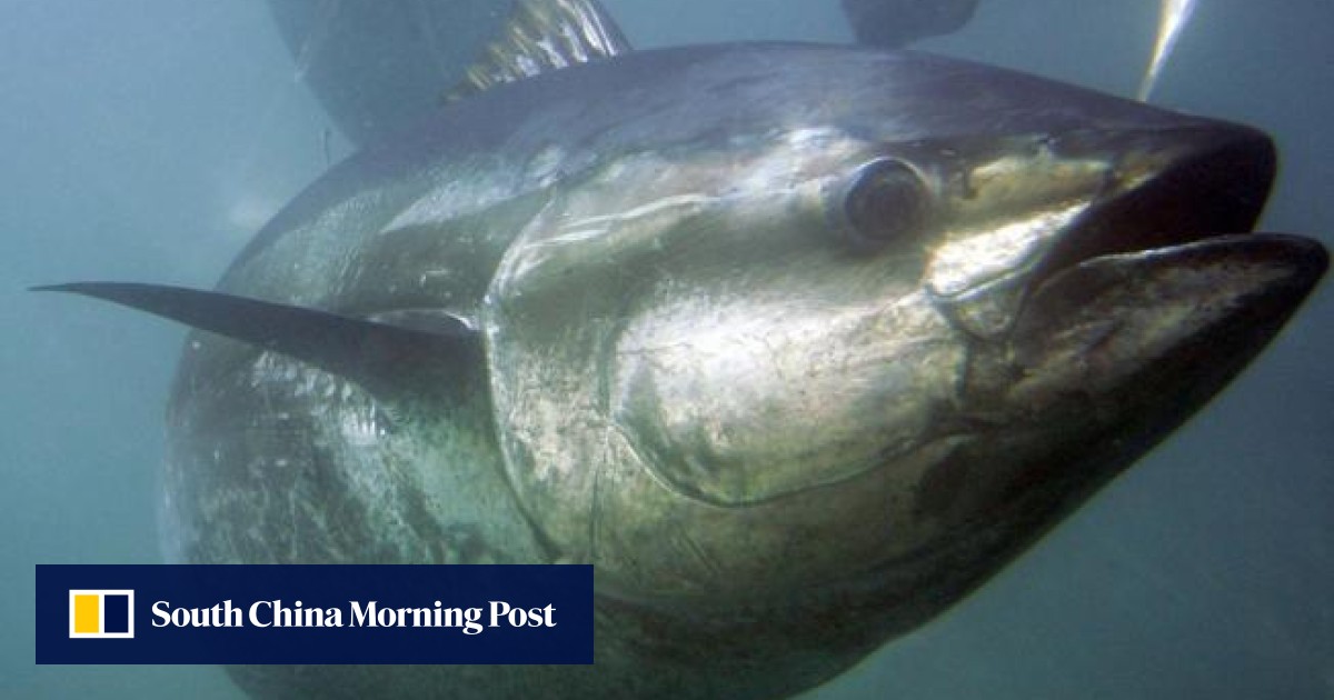 Chinese fishermen under-report haul from foreign waters, say ...