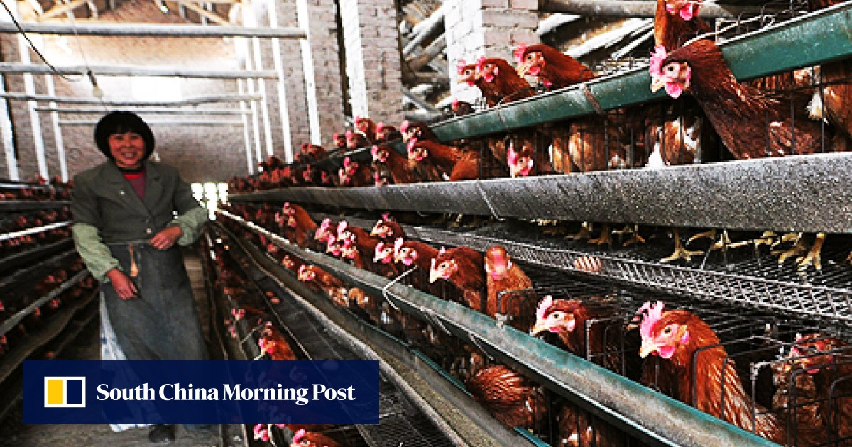 'Intense' farming in China's developed areas blamed in bird flu risk ...