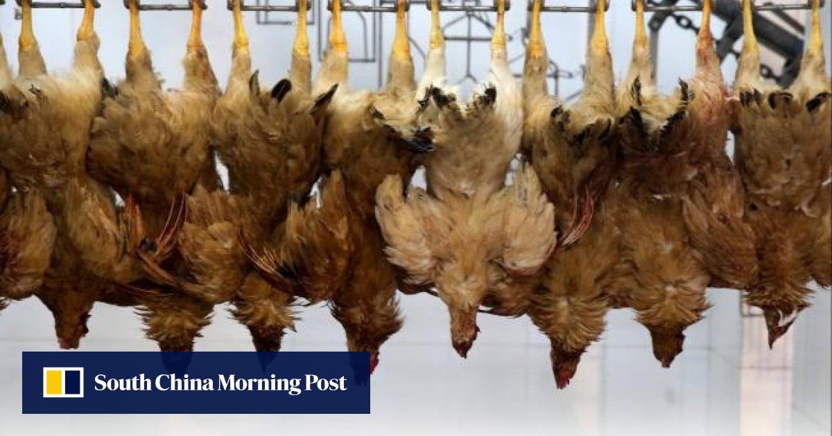 Echoes of Sars in bird flu panic | South China Morning Post