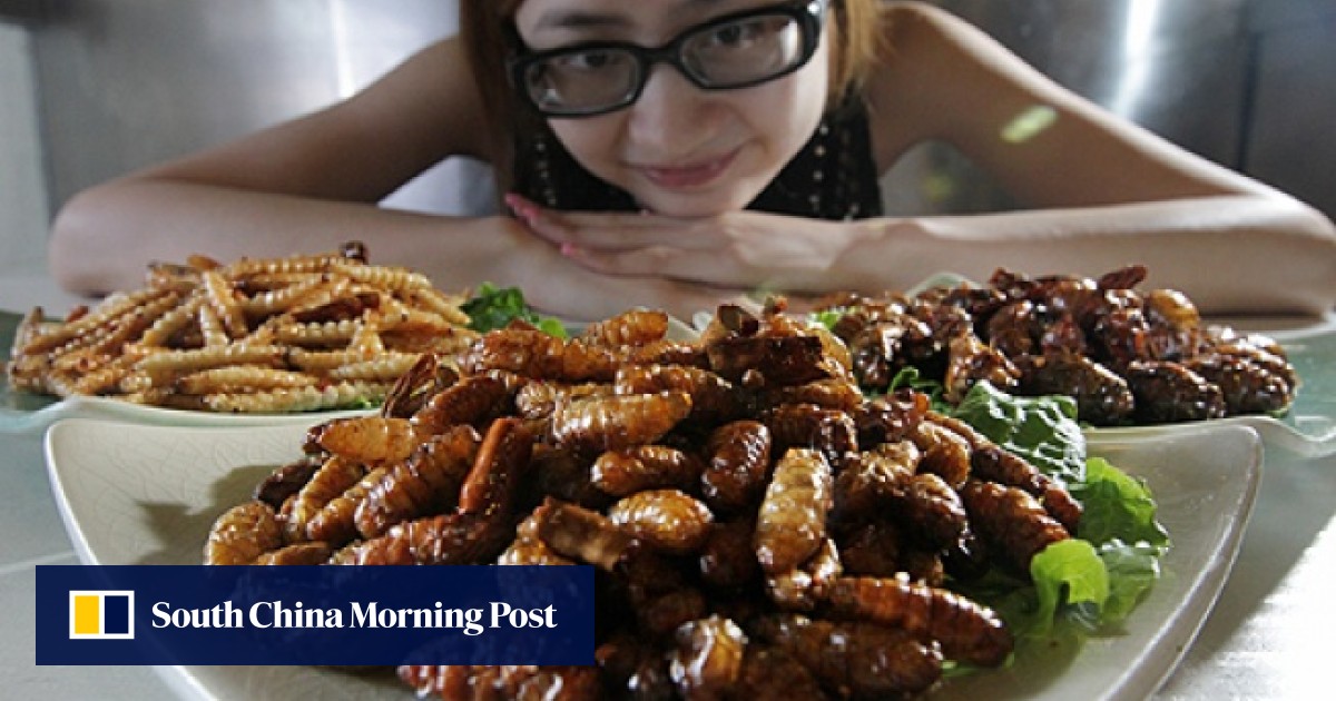 Eating more insects could help fight hunger, UN food agency says ...