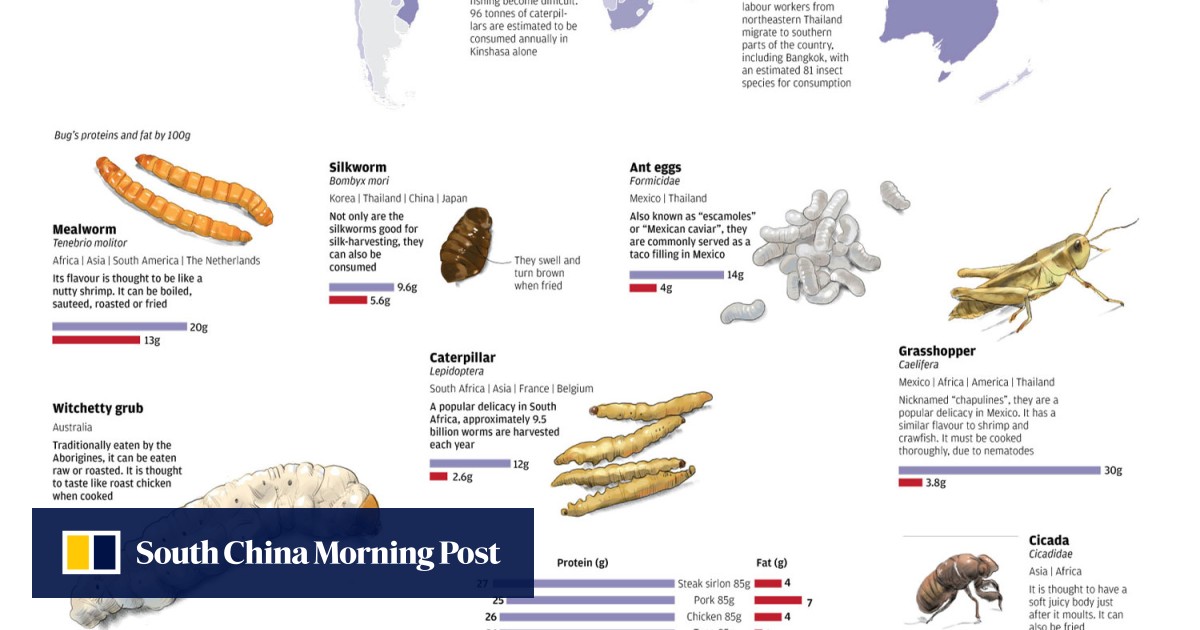 Entomophagy, the consumption of insects as food | South China Morning Post