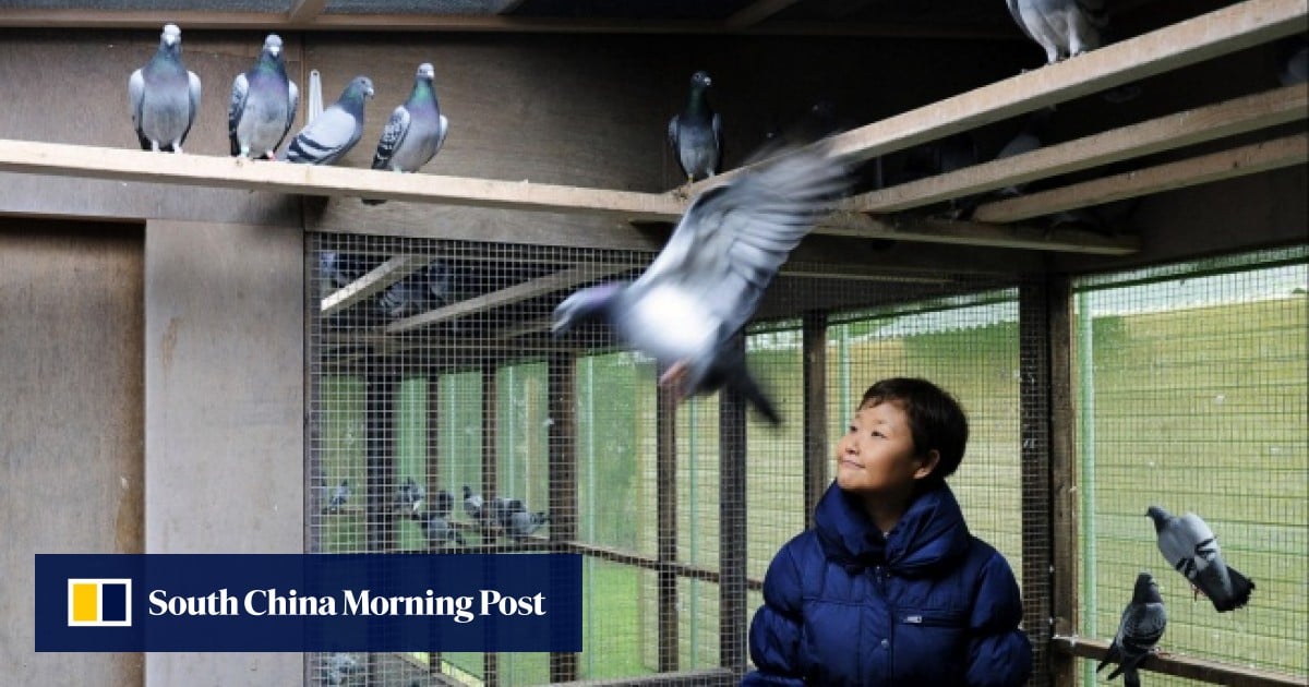 Prize racing pigeon sells for record €310,000 to Chinese businessman ...