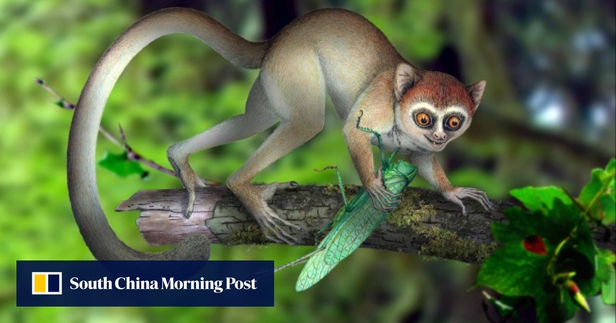 Ancient fossil, Archicebus achilles, key link in chain leading to apes ...