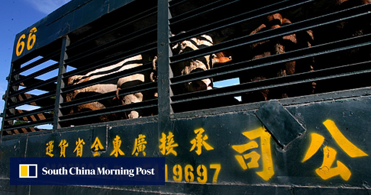 Ng Fung Hong 'will not resist' end to live cattle import monopoly ...