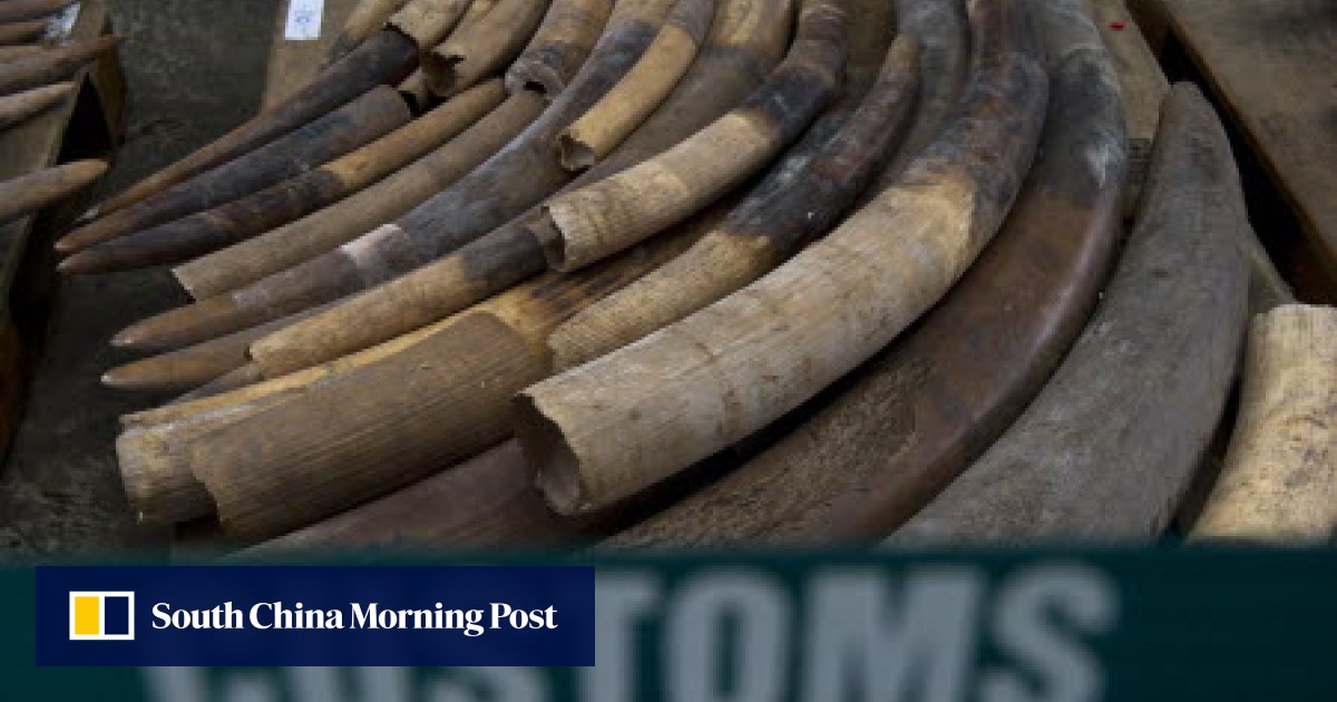 China must help to stop bloody ivory trade | South China Morning Post