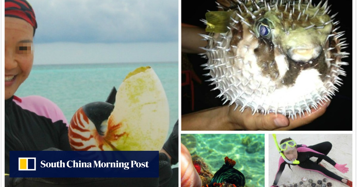 Outcry after Chinese tourists pictured hunting rare sea creatures in ...