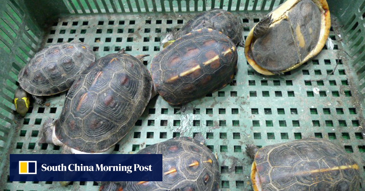 Taiwan sets up first turtle sanctuary after second major haul | South ...