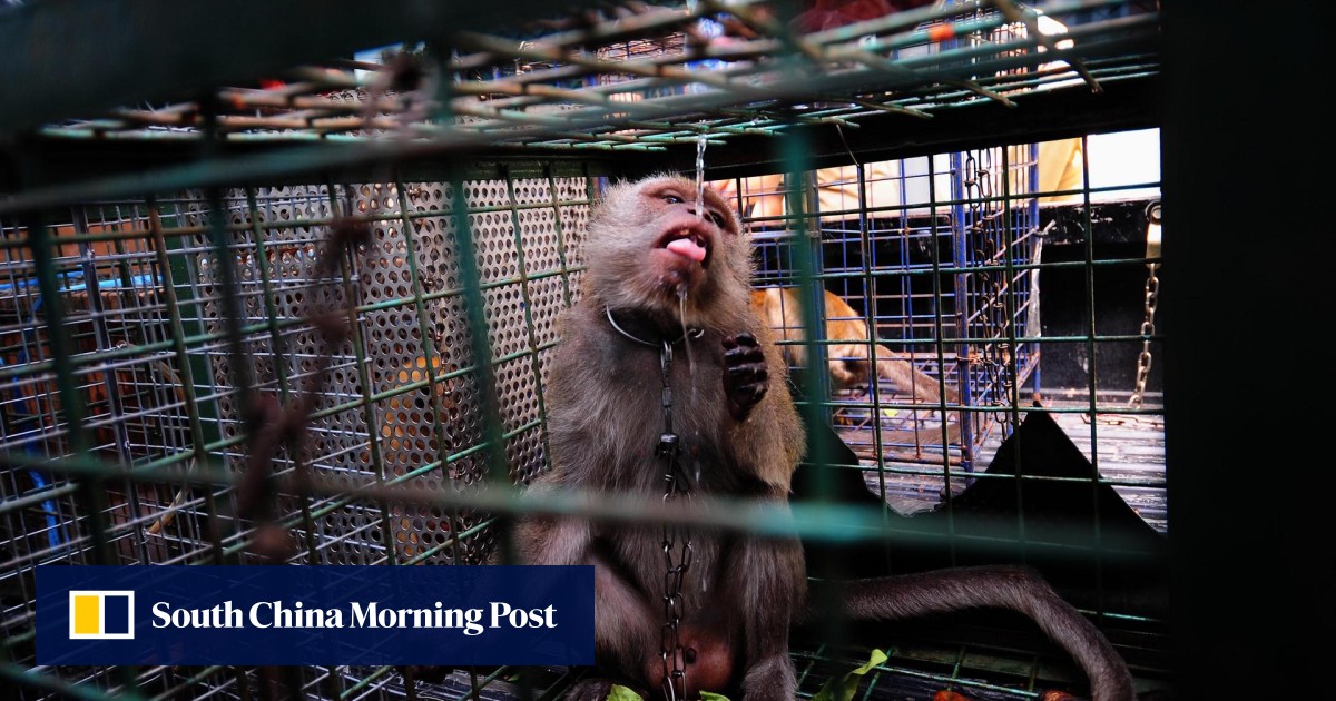 Jakarta aims to end the performing monkey trade | South China Morning Post
