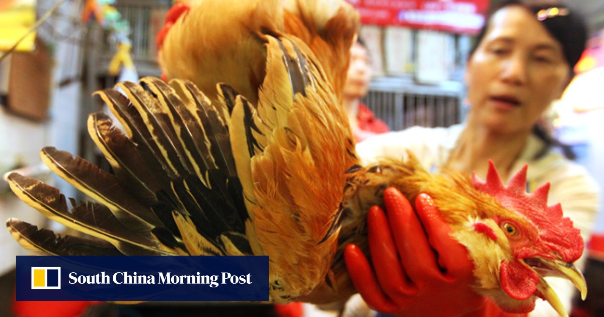 Scientists envision a possible new epidemic wave of bird flu | South ...